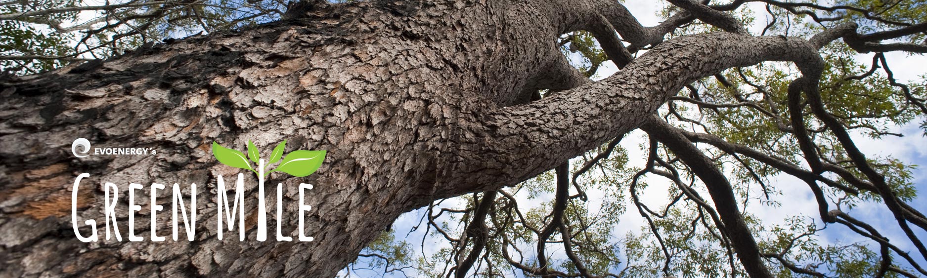'Green Mile' Tree Plantations Continue Across the UK - EvoEnergy